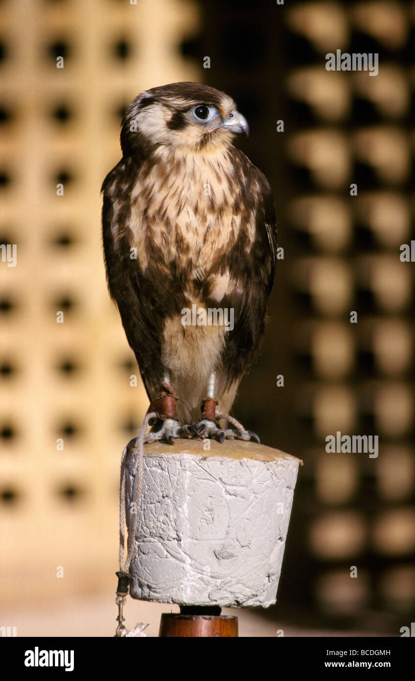 A captive Little Falcon, Australian Hobby, on display at a bird show ...