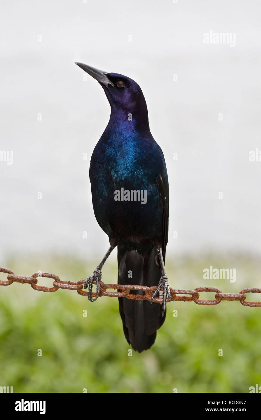 Adult grackle hi-res stock photography and images - Alamy