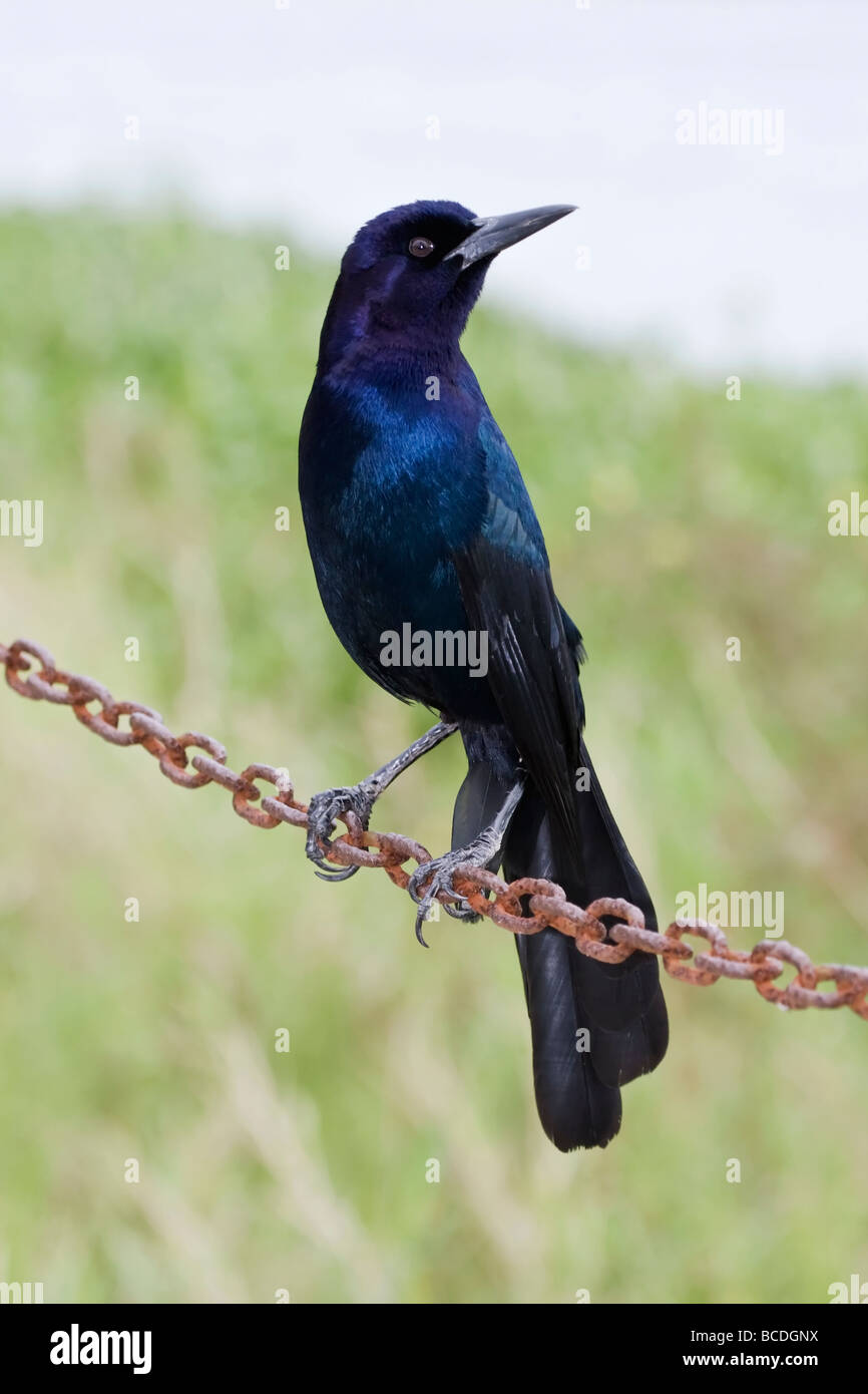 Adult grackle hi-res stock photography and images - Alamy