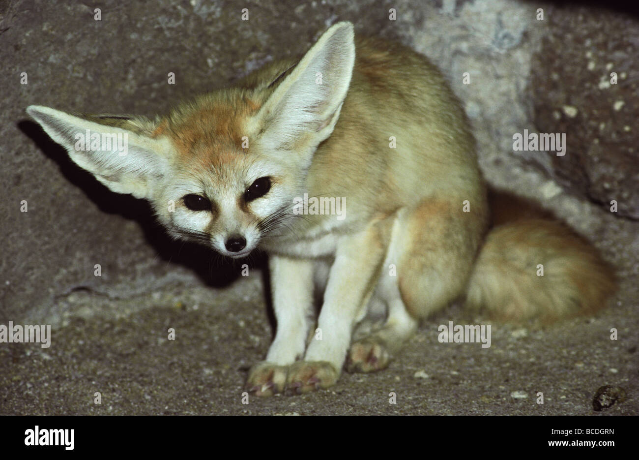 Fennec Hare Full Grown