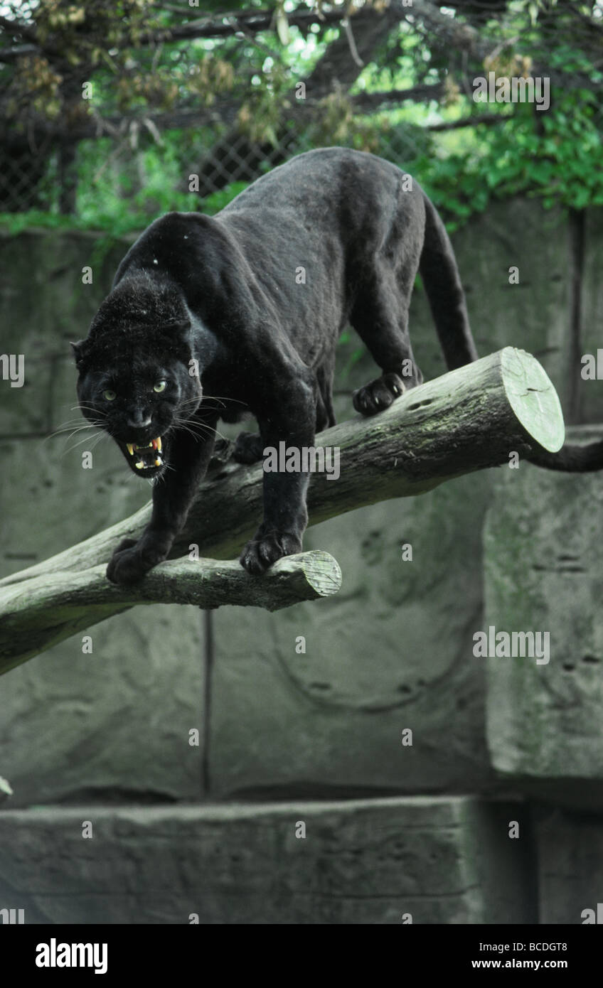 Panther Attacking Animal