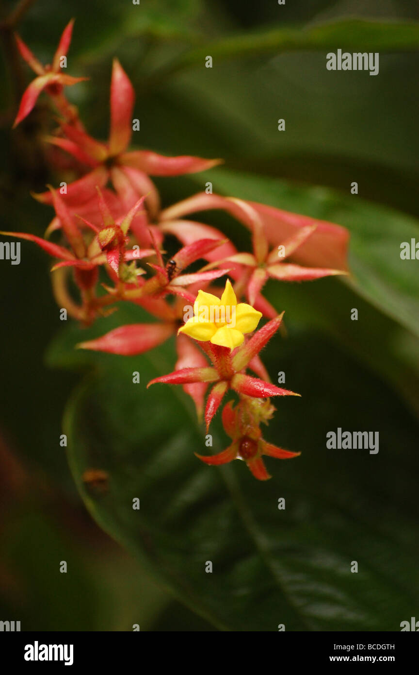 flower of mossanda Stock Photo - Alamy