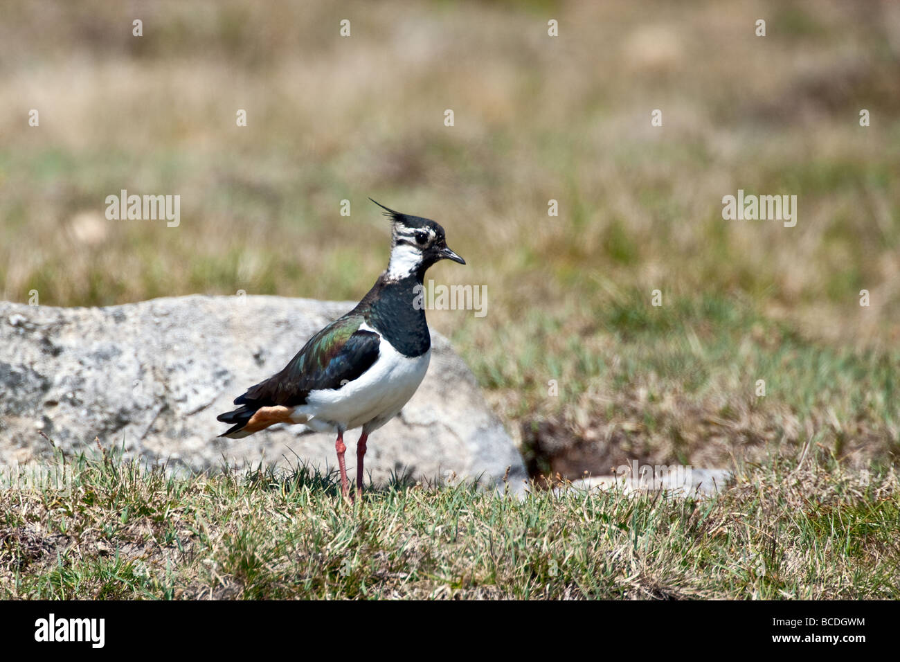 Birds of moorland hi-res stock photography and images - Alamy