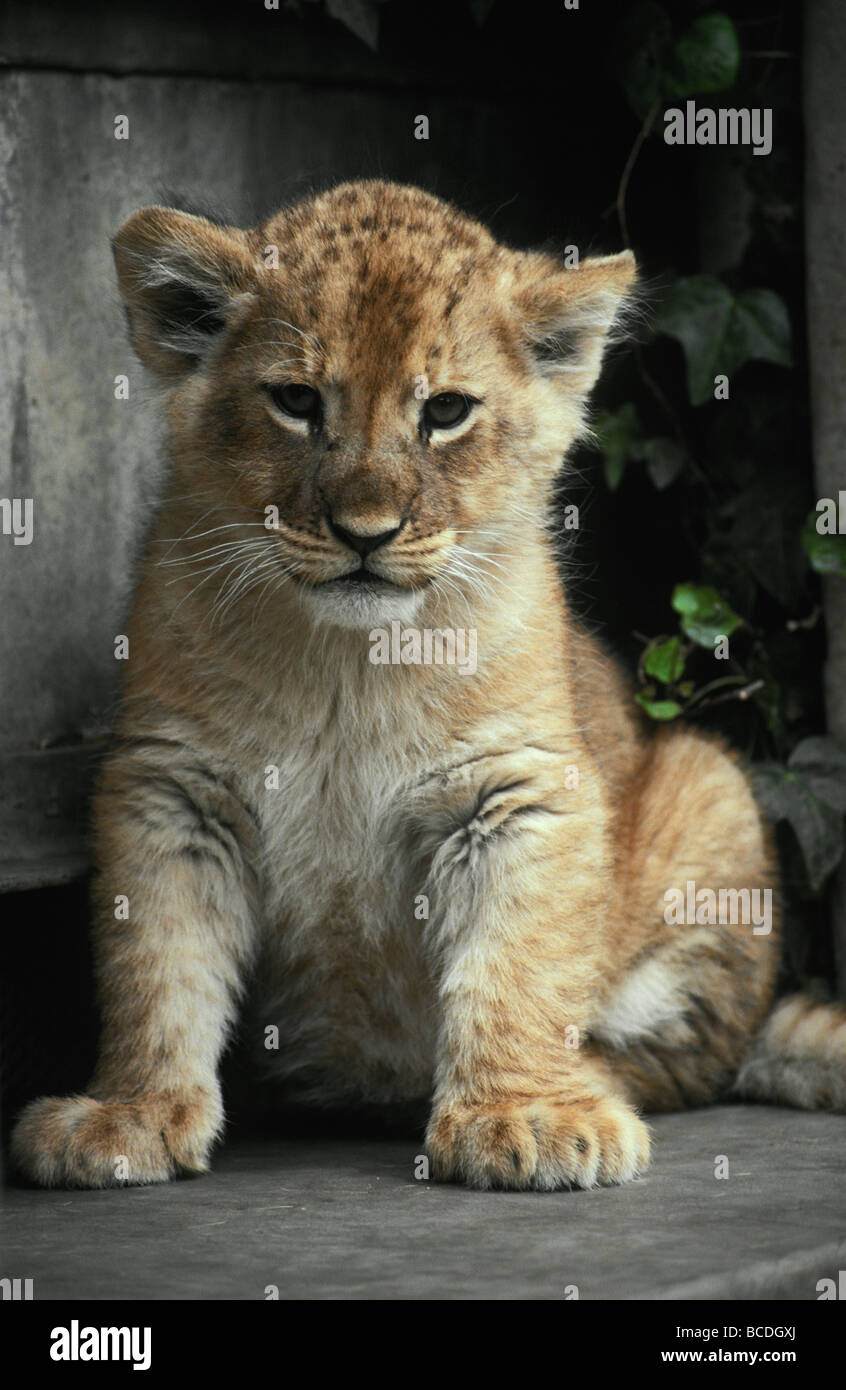 An eight week old African Lion cub will grow into a fierce predator ...