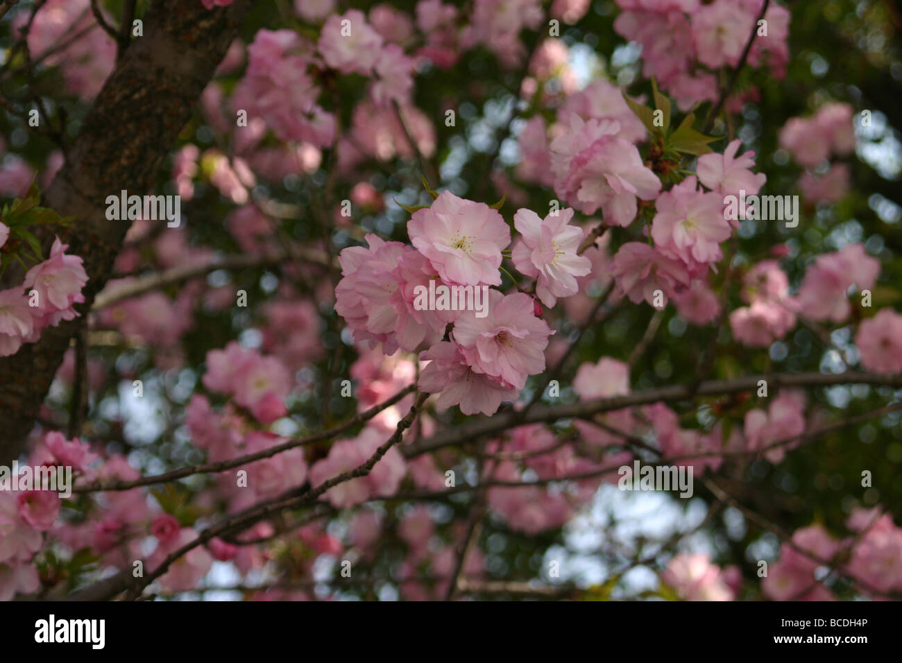 Pink Cherry Blossoms in Japan Stock Photo - Alamy
