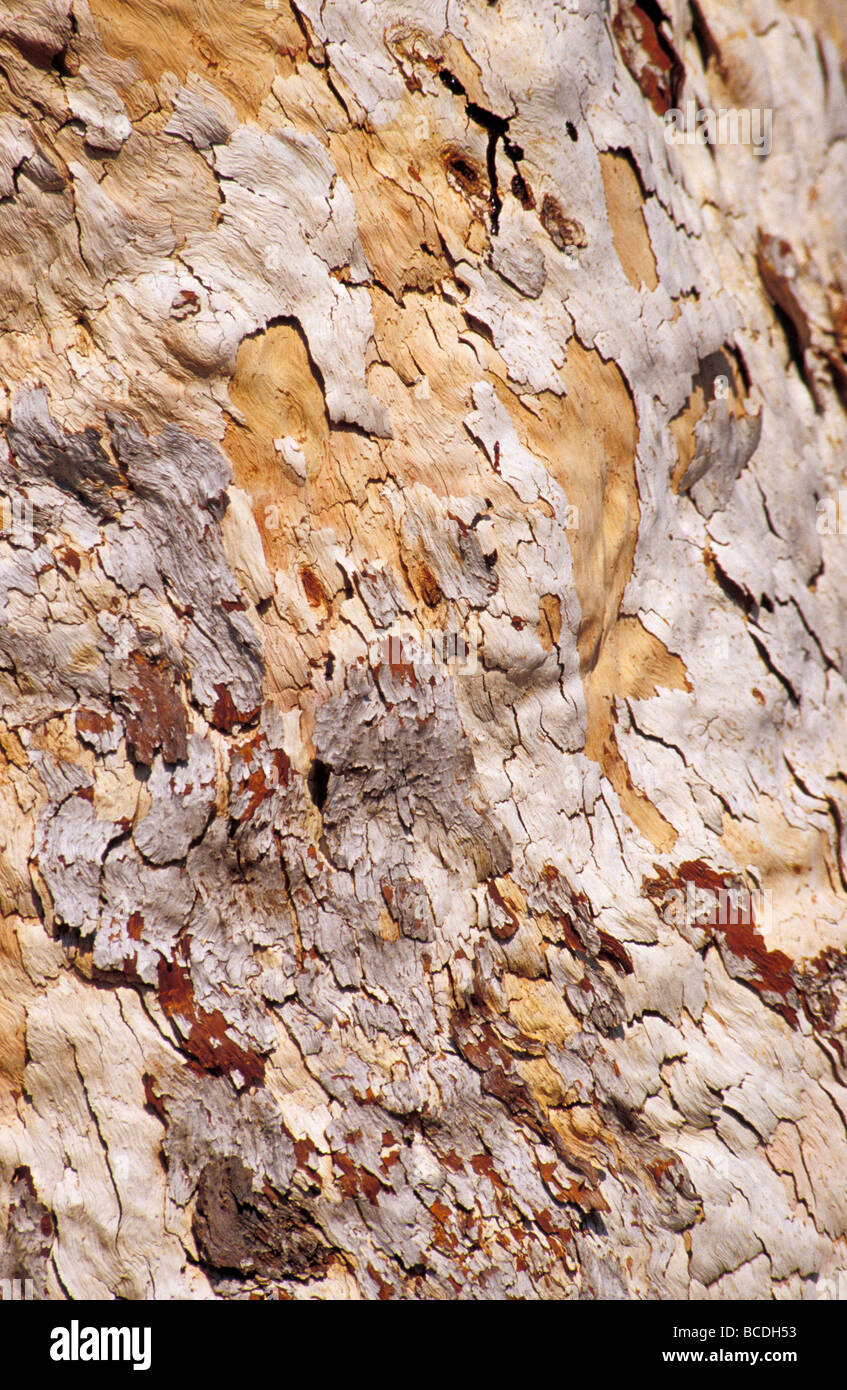 The bark of a Leopard Wood, Flindersia Maculosa, Eucalyptus Gum tree ...