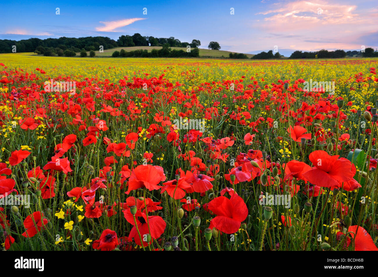 poppies field kent england uk Stock Photo - Alamy