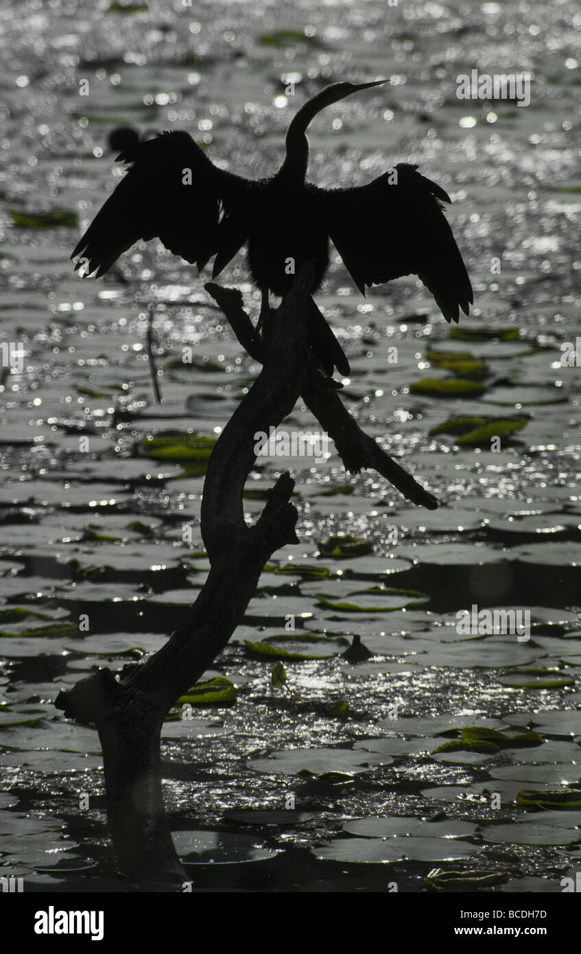 The silhouette of a Darter or Snake Bird, drying its wings on a perch ...