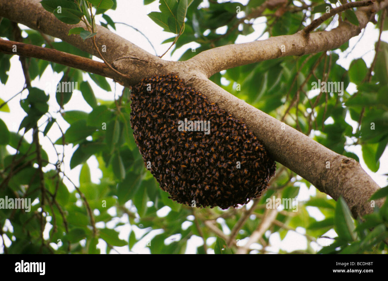 A swarm of dangerous native Bees hanging from a tree branch Stock Photo ...