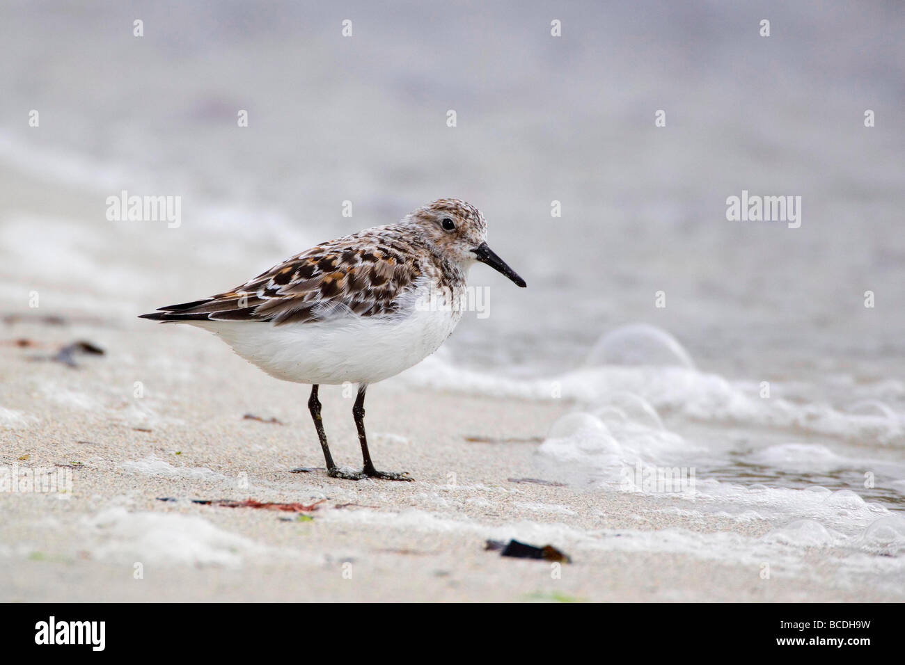 Sanderling on the beach Stock Photo - Alamy