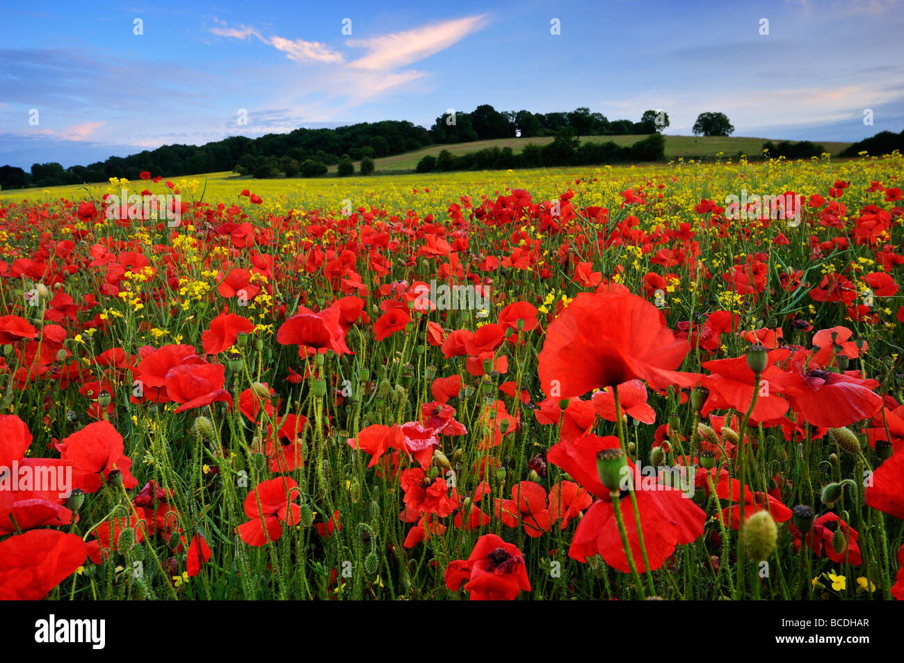 poppies field kent england uk Stock Photo - Alamy poppies field kent england uk Stock Photo - Alamy