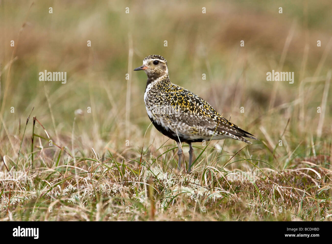 Golden plover hi-res stock photography and images - Alamy