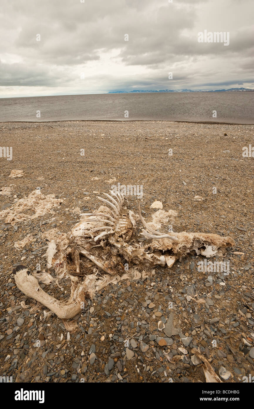 THE DECAYING SKELETAL REMAINS OF A YOUNG CARIBOU ON A BEACH Stock Photo ...