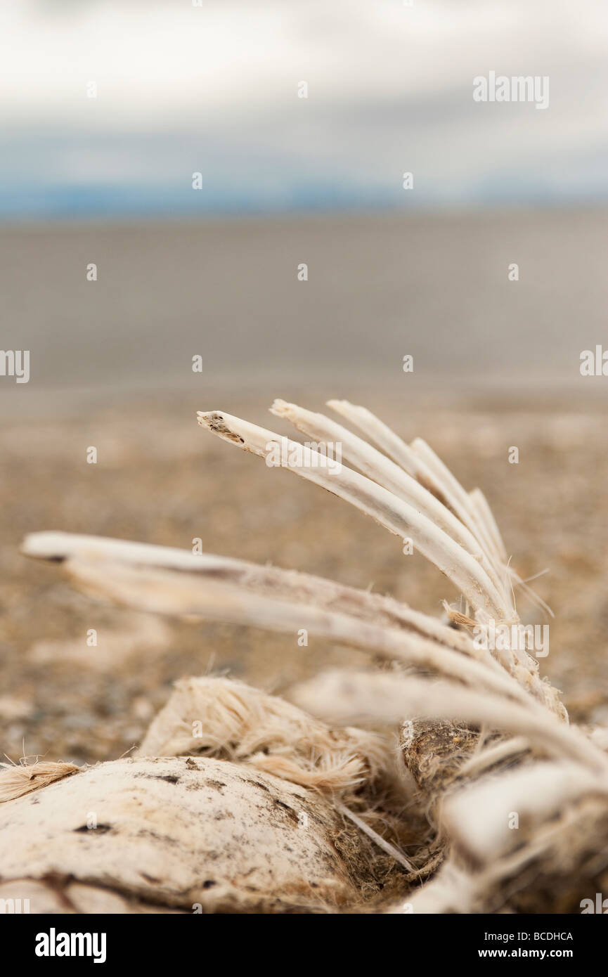 THE DECAYING SKELETAL REMAINS OF A YOUNG CARIBOU ON A BEACH Stock Photo ...