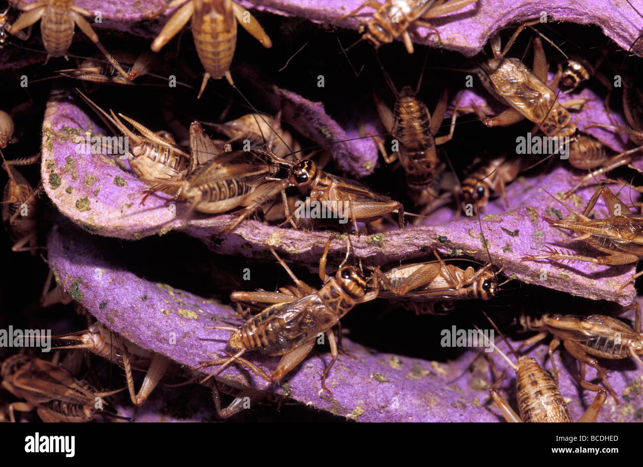 Captive Black Field Crickets swarm over purple cardboard Stock Photo ...