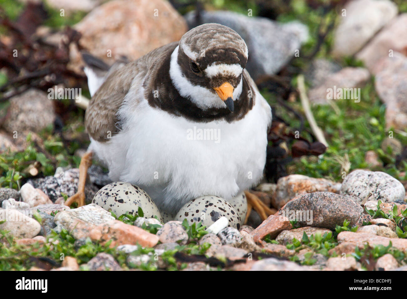 Plover nest hi-res stock photography and images - Alamy