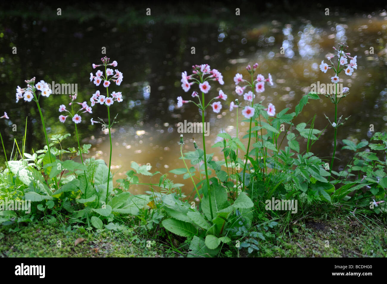 May 2009,pale pink Primula Candelabras on the edge of waterway ...