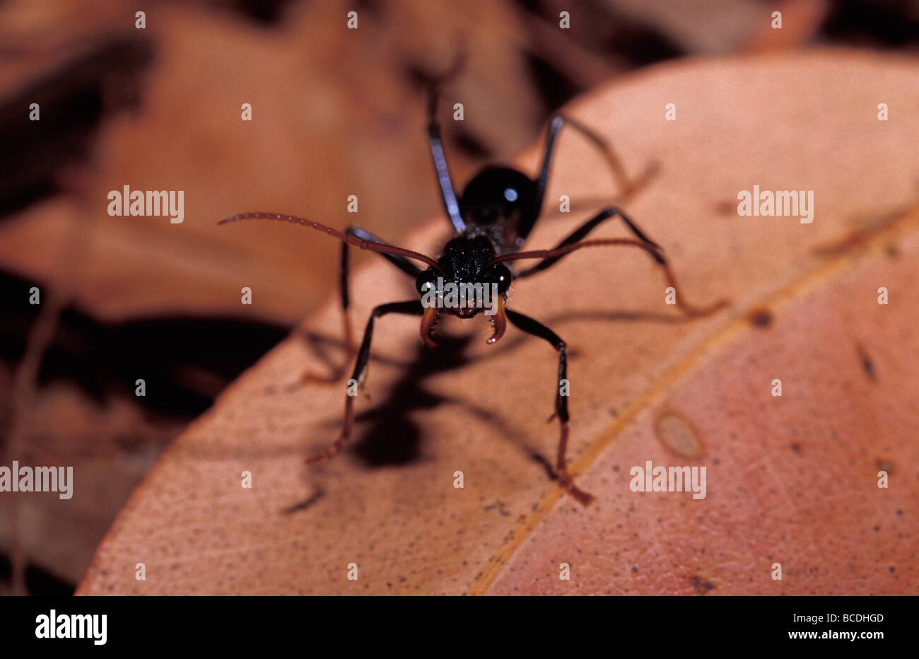 An aggressive Bull Ant in defensive posture with its jaws wide open ...