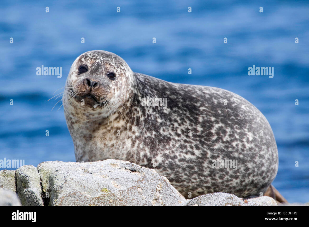 Common harbour harbor seal mammal shetland hi-res stock photography and ...