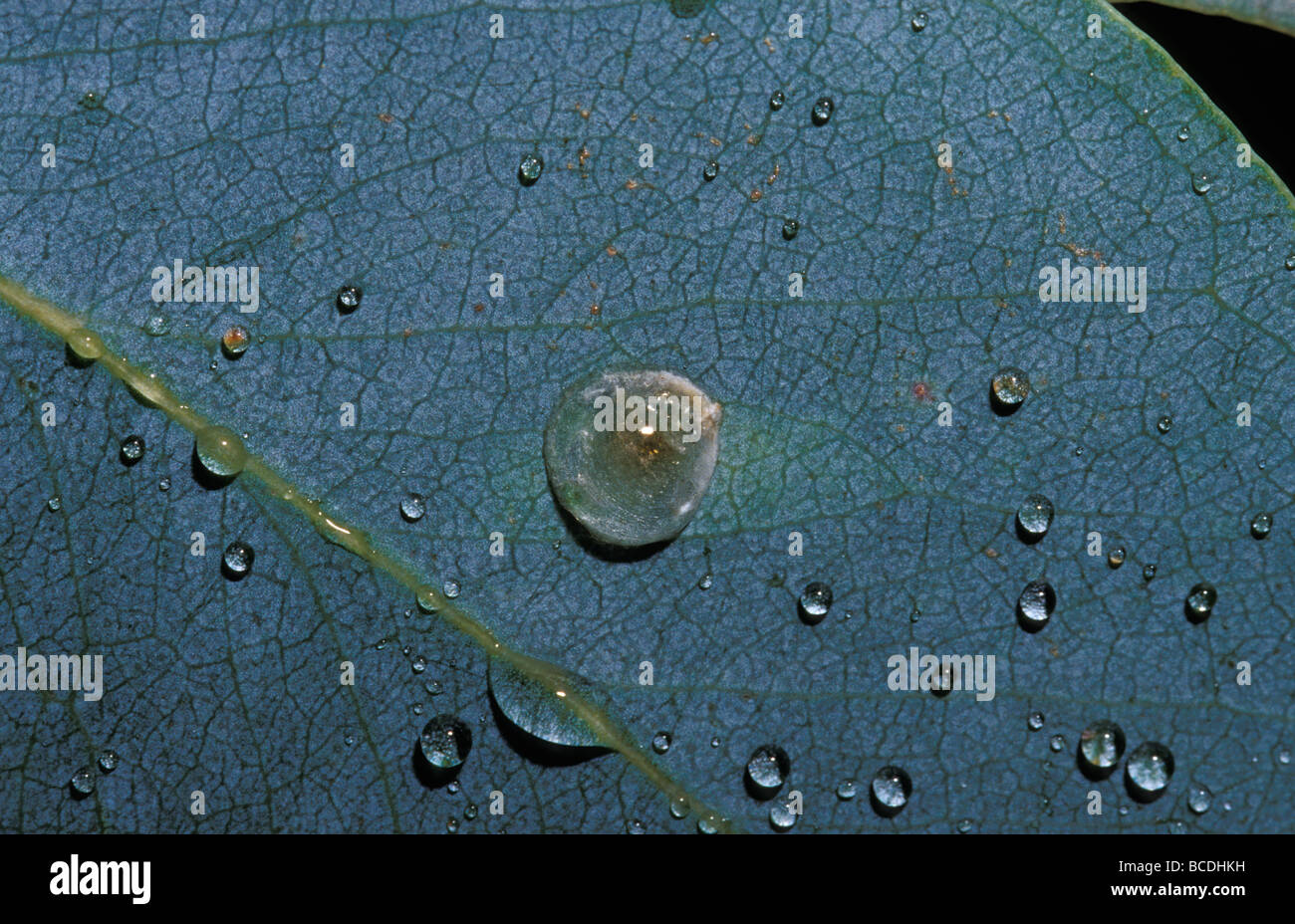 The Lerp is a sugar protective coating of the Psyllid insect larva ...