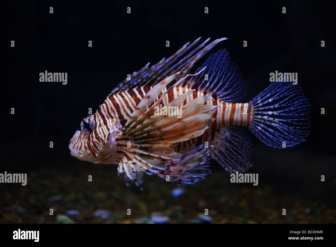 Lionfish in a Moscow Zoo aquarium Stock Photo - Alamy