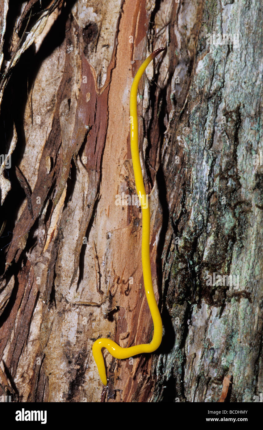 A bright yellow Slow Worm, Land Planarian, climbing tree trunk bark ...