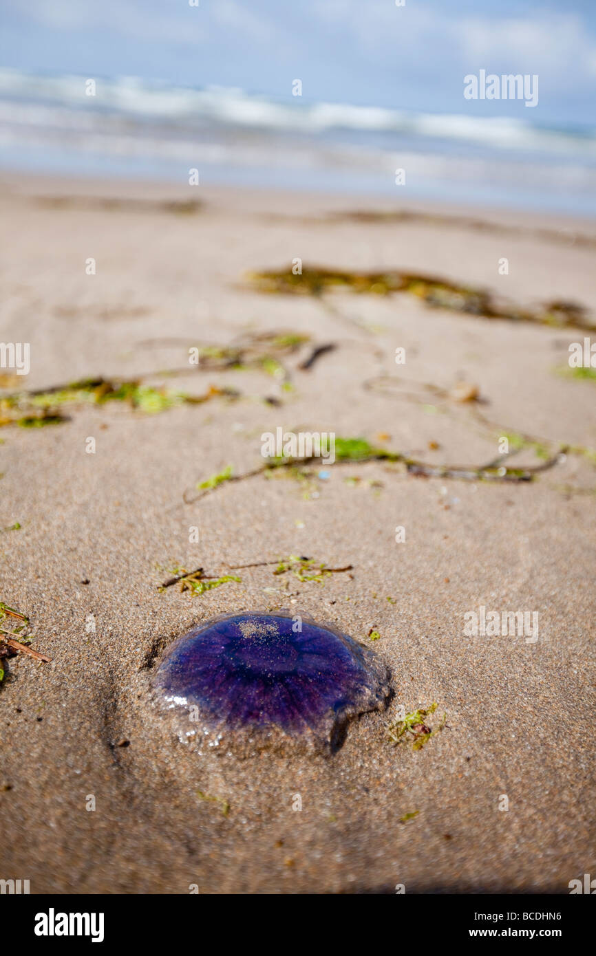 Purple jellyfish washed up on the beach at Whitsand Bay in Cornwall ...