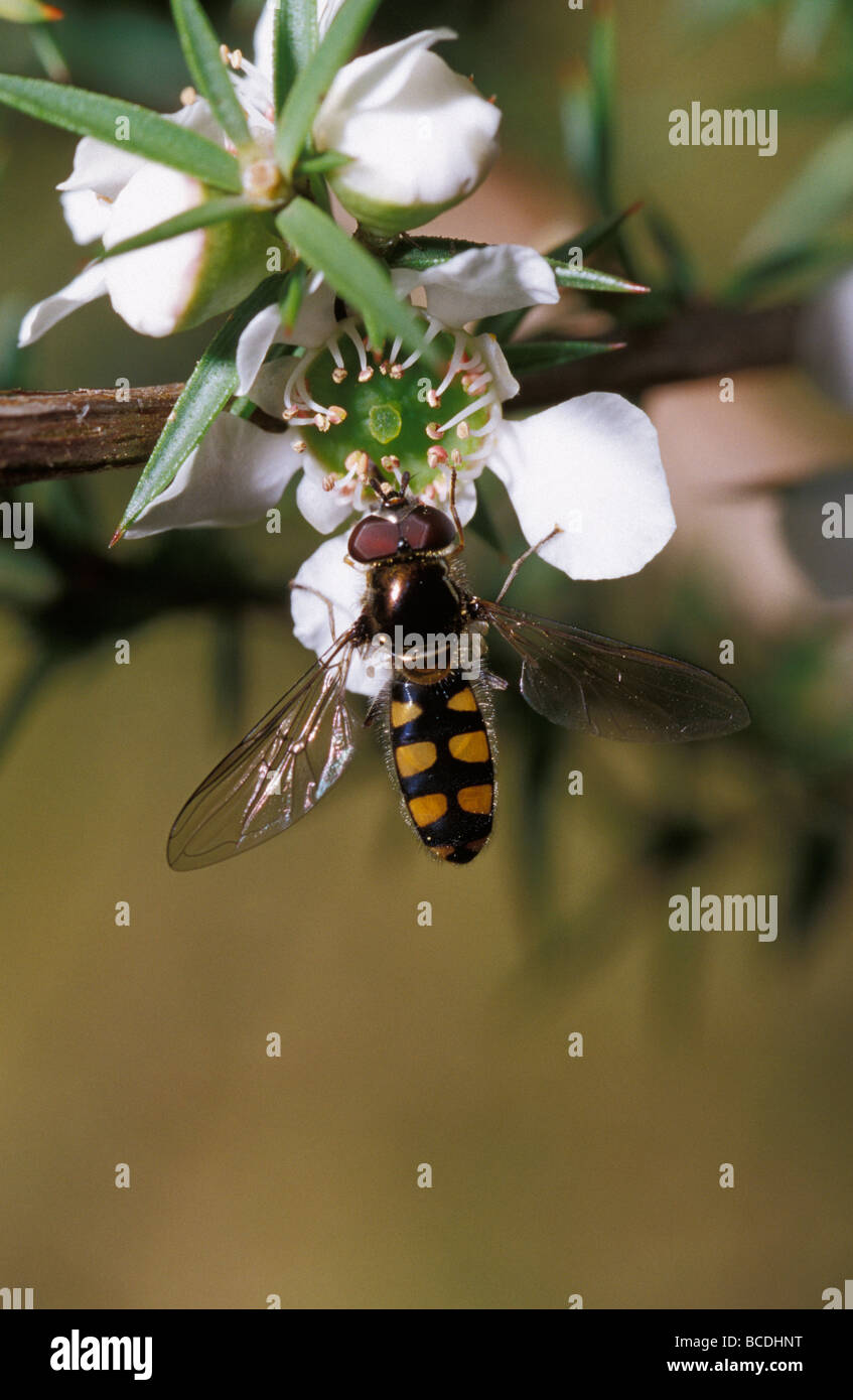 The jewel like eyes, transparent wing and colored body of a Hover Fly ...
