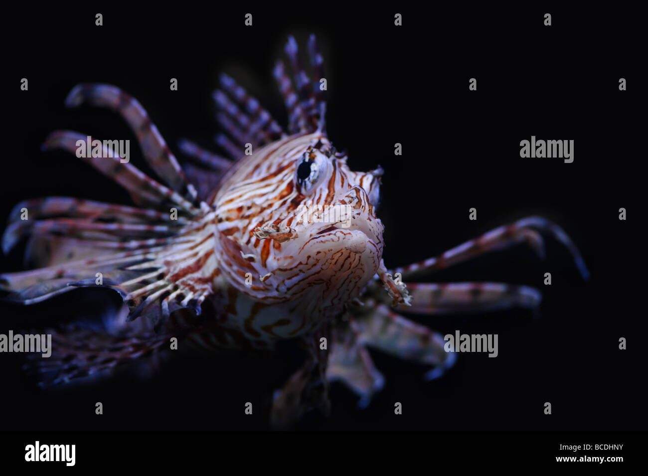 Lionfish in a Moscow Zoo aquarium Stock Photo - Alamy