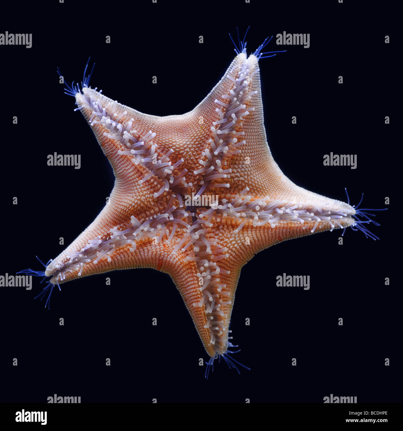Patiria pectinifera hi-res stock photography and images - Alamy