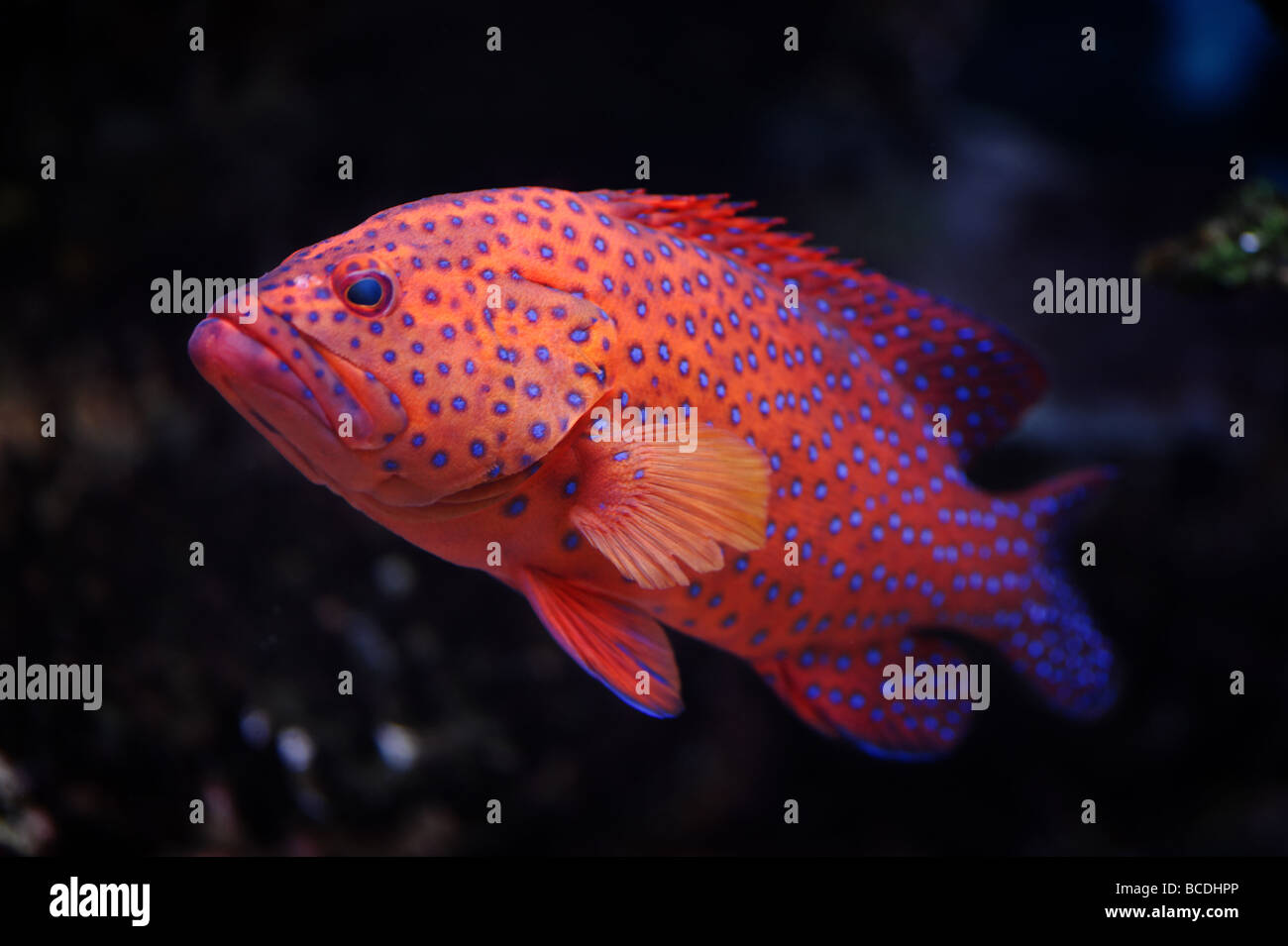 Groper hi-res stock photography and images - Alamy