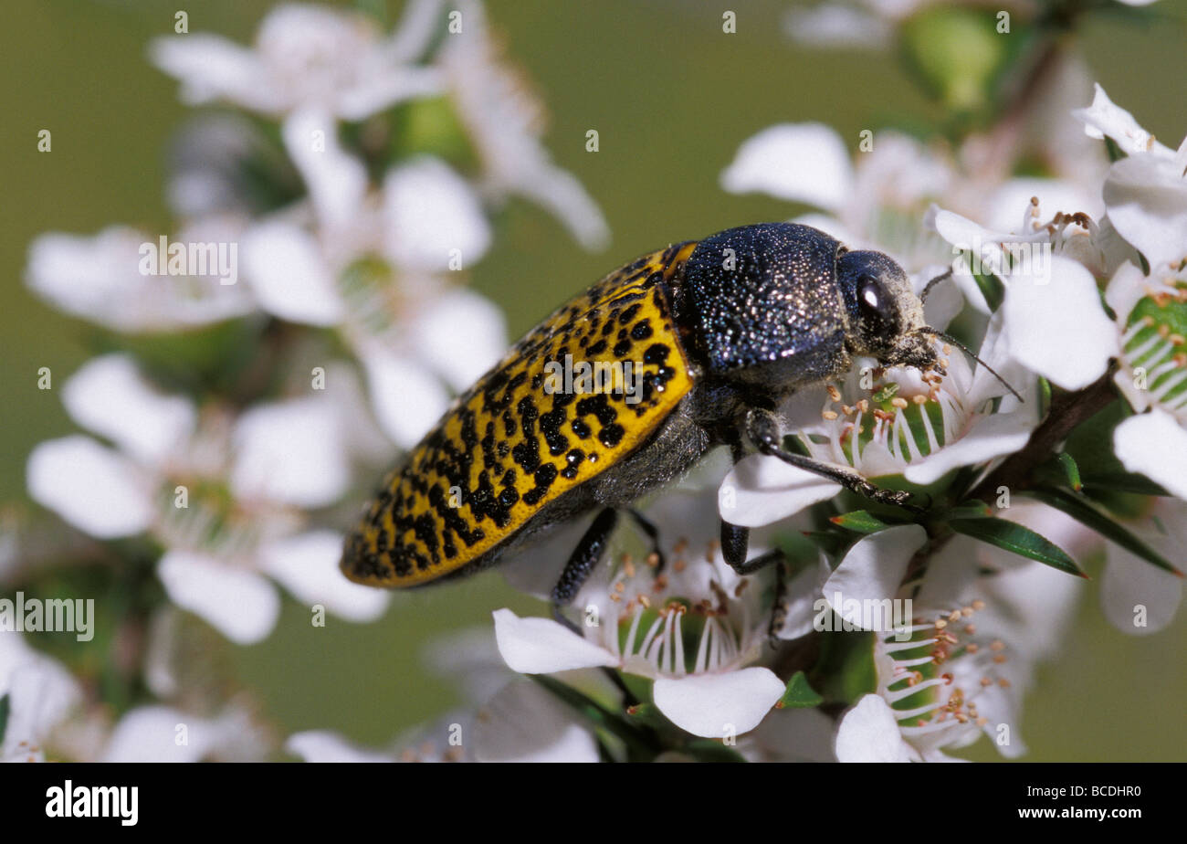 A brightly colored Jewel Beetle feeding on Manuka blossom pollen Stock ...