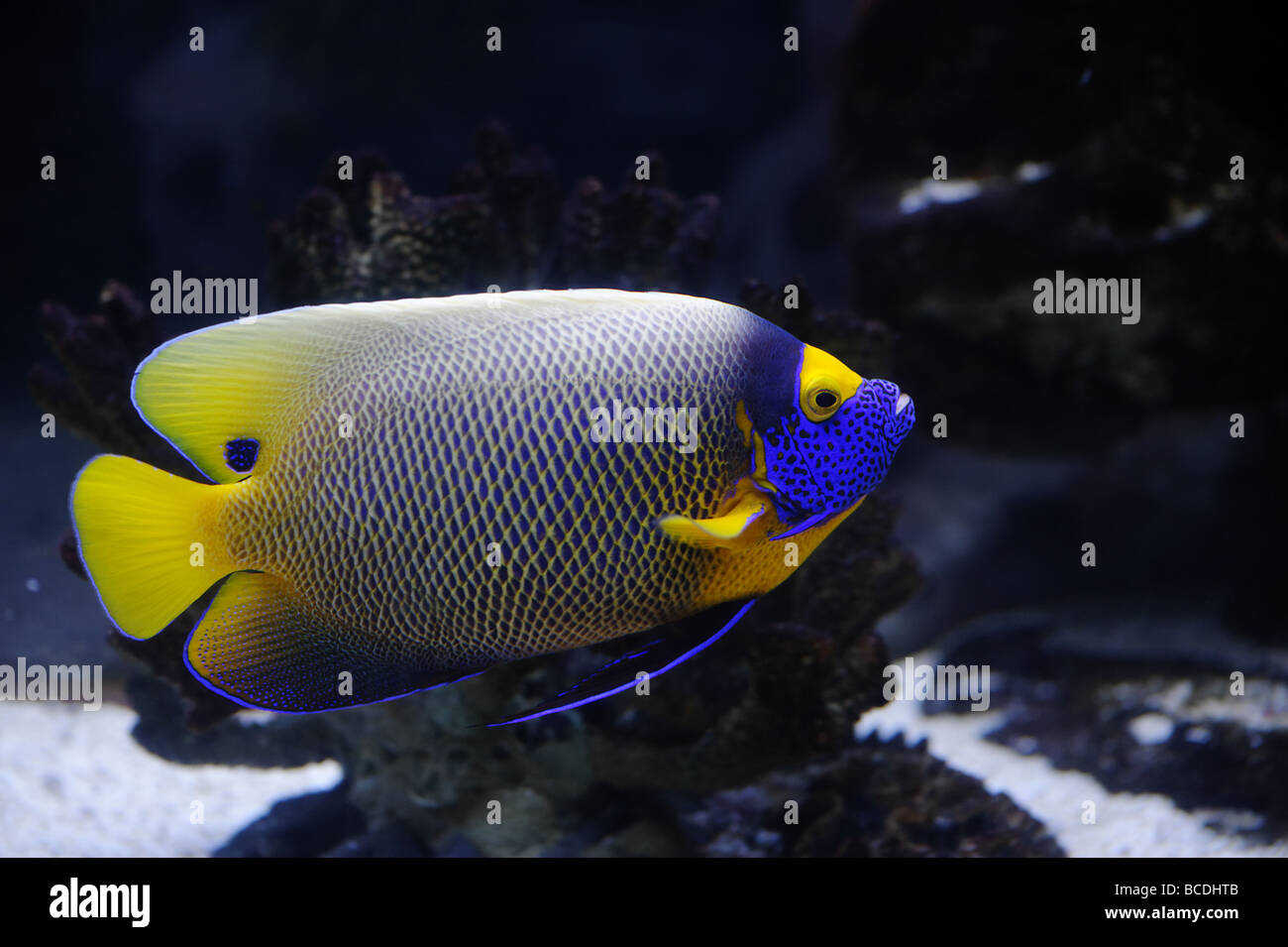 Majestic angel (Pomacanthus navarchus) in a Moscow Zoo aquarium Stock ...