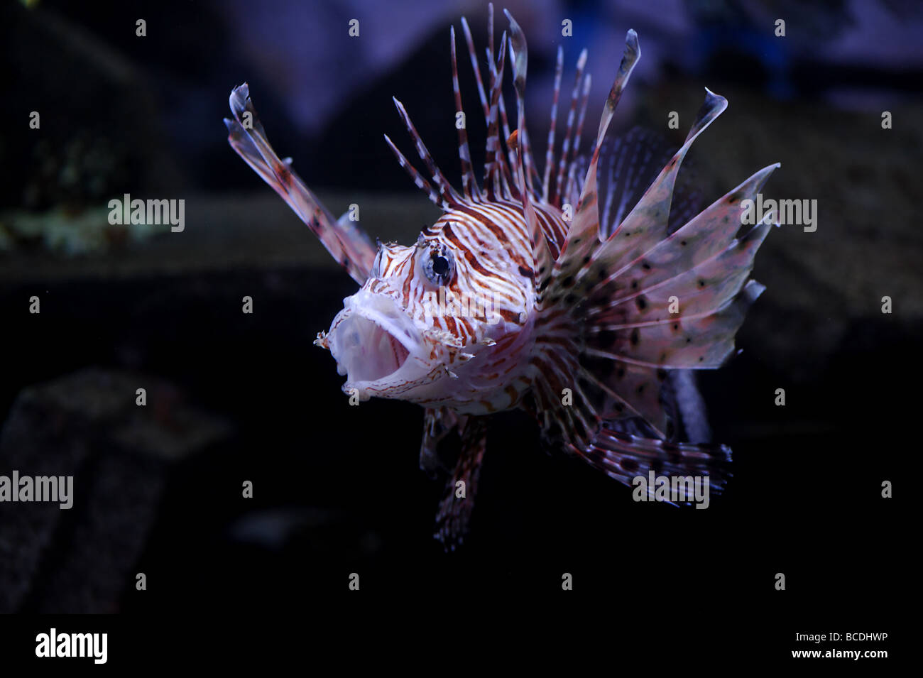 Lionfish in a Moscow Zoo aquarium Stock Photo - Alamy