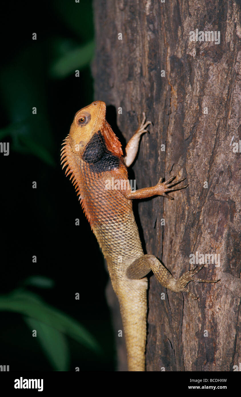 A colorful Common Garden Lizard climbing the vertical trunk of a tree ...