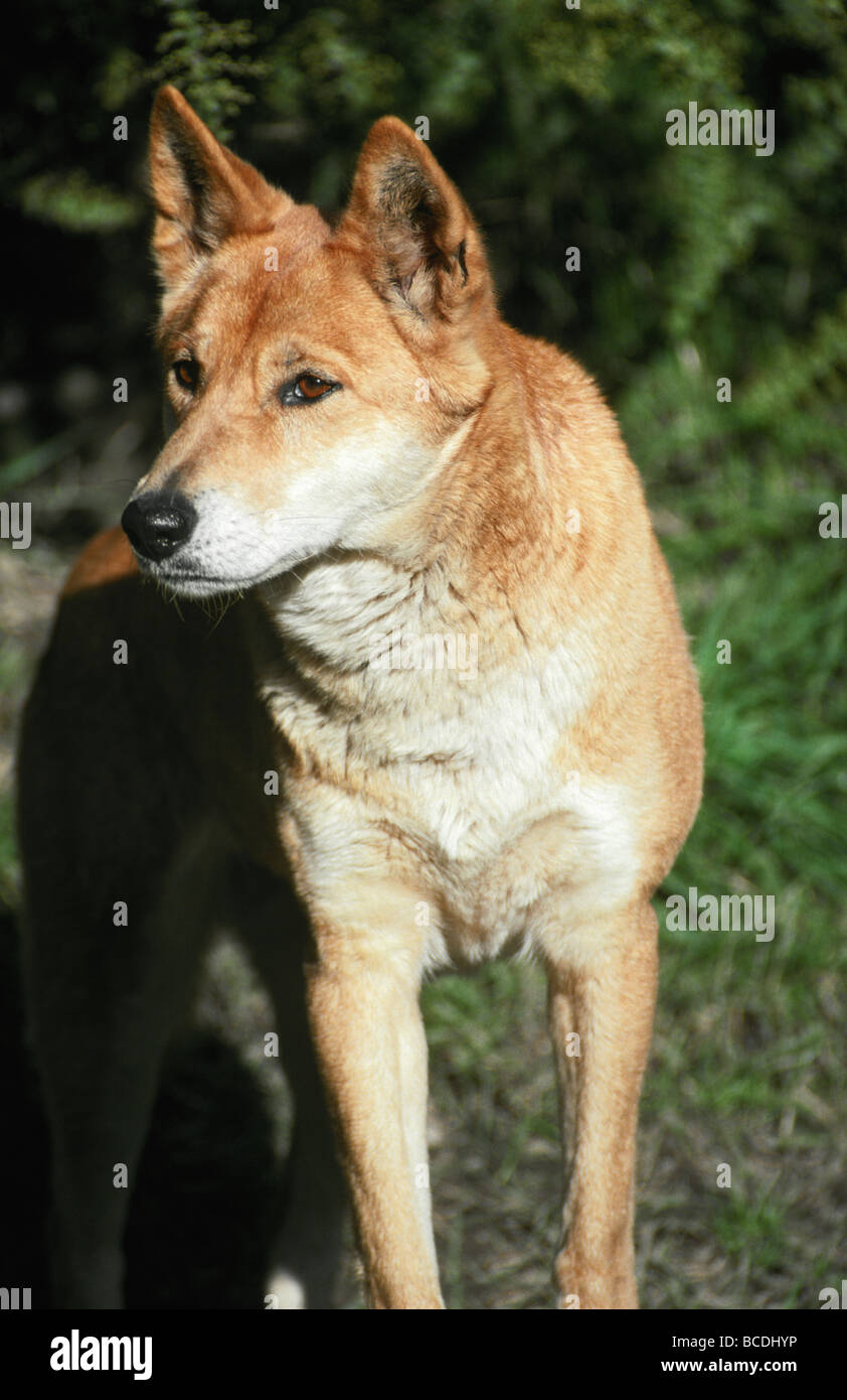The alert and kindly eyes of a beautiful orange, red colored Dingo ...