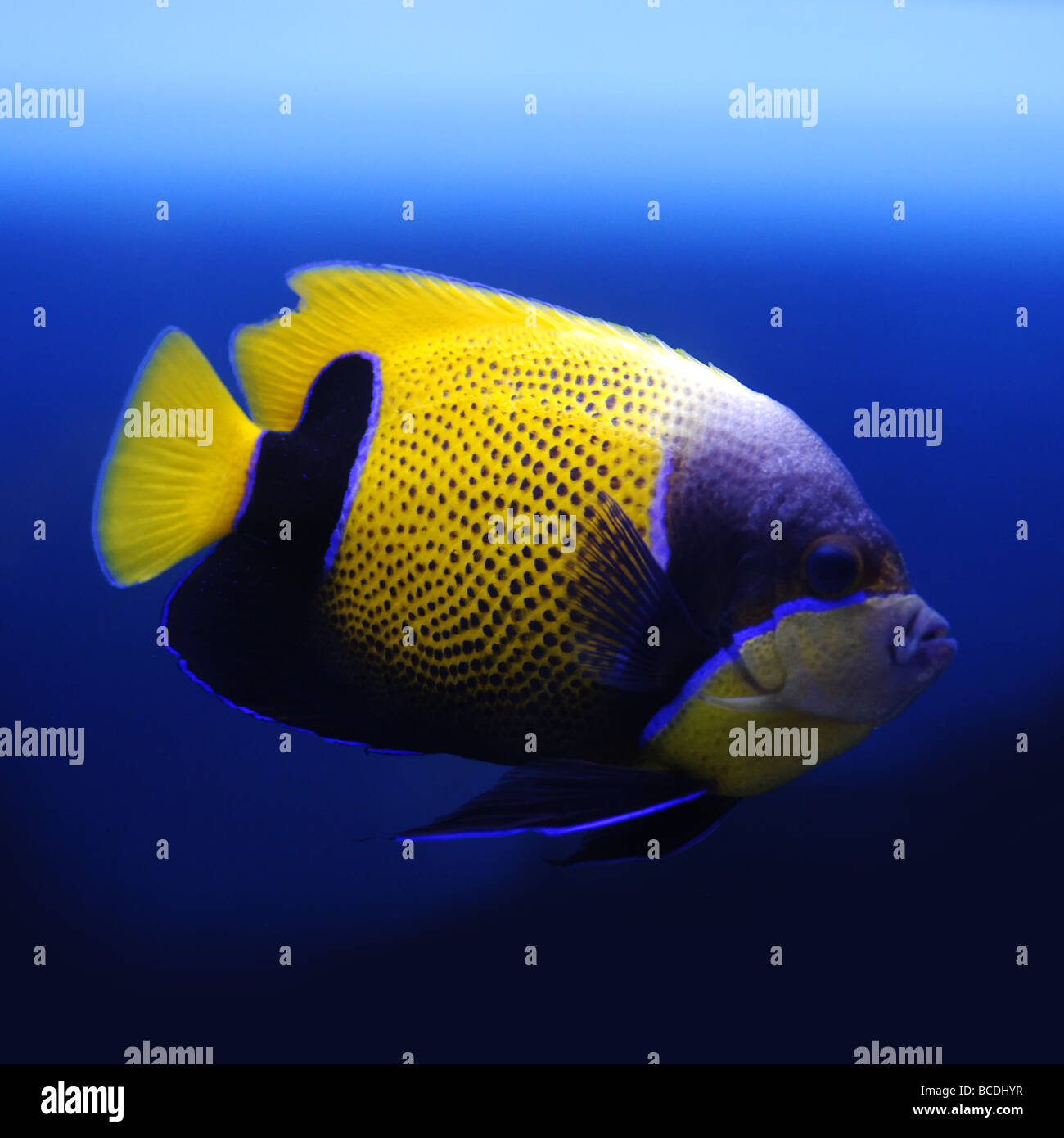 Majestic angel Pomacanthus navarchus in a Moscow Zoo aquarium Stock ...