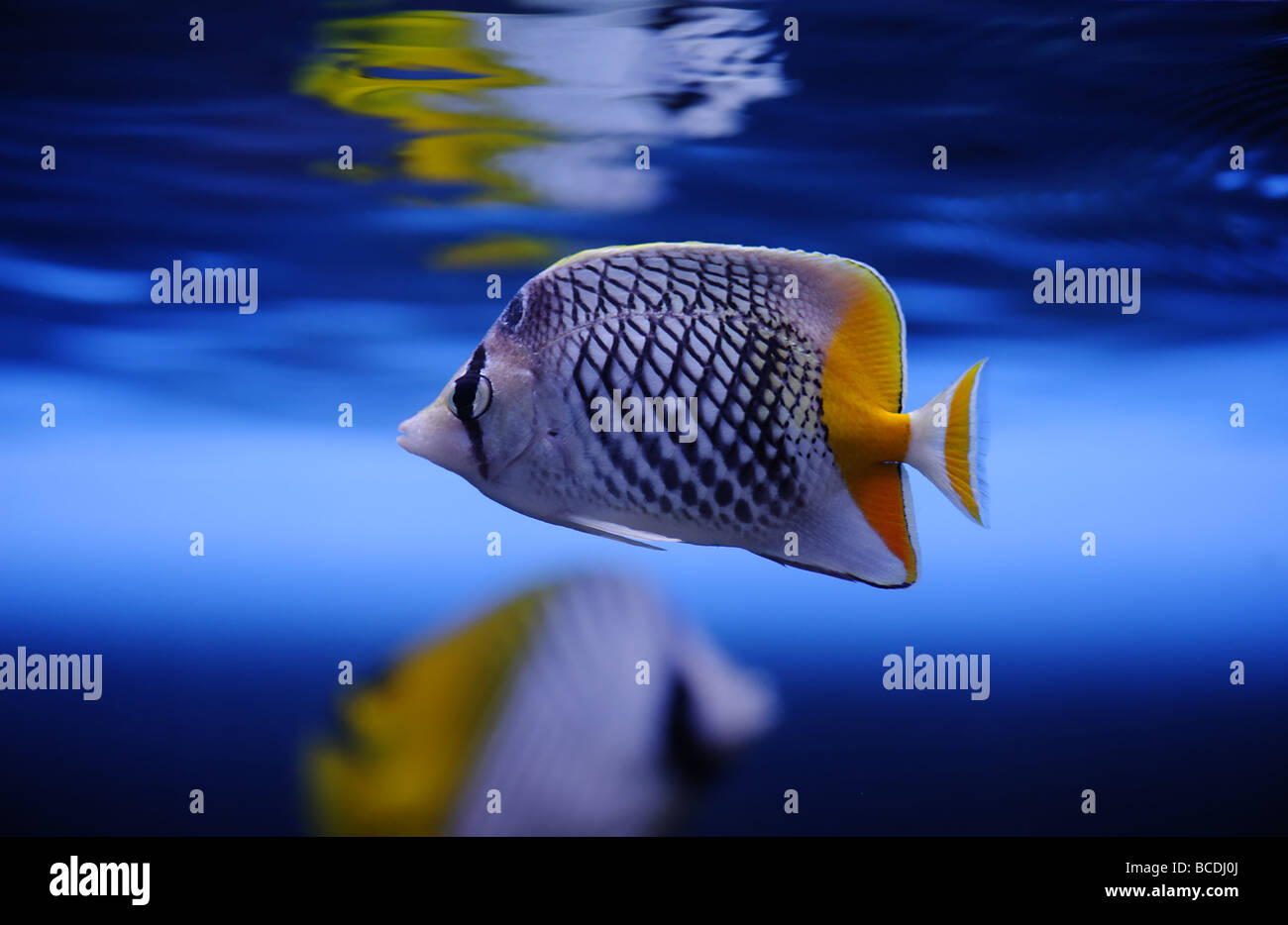 Threadfin butterfly hi-res stock photography and images - Alamy