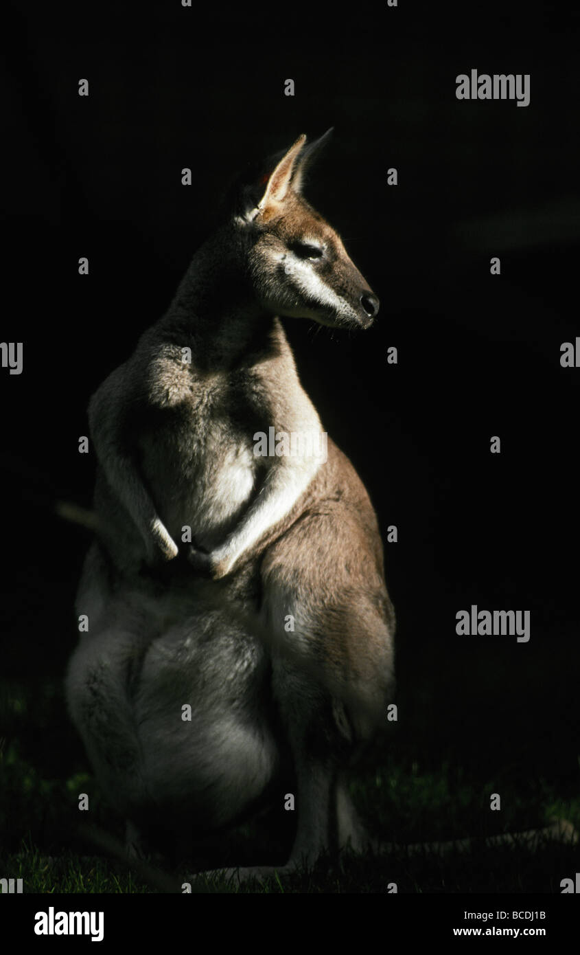 Pretty face wallaby hi-res stock photography and images - Alamy