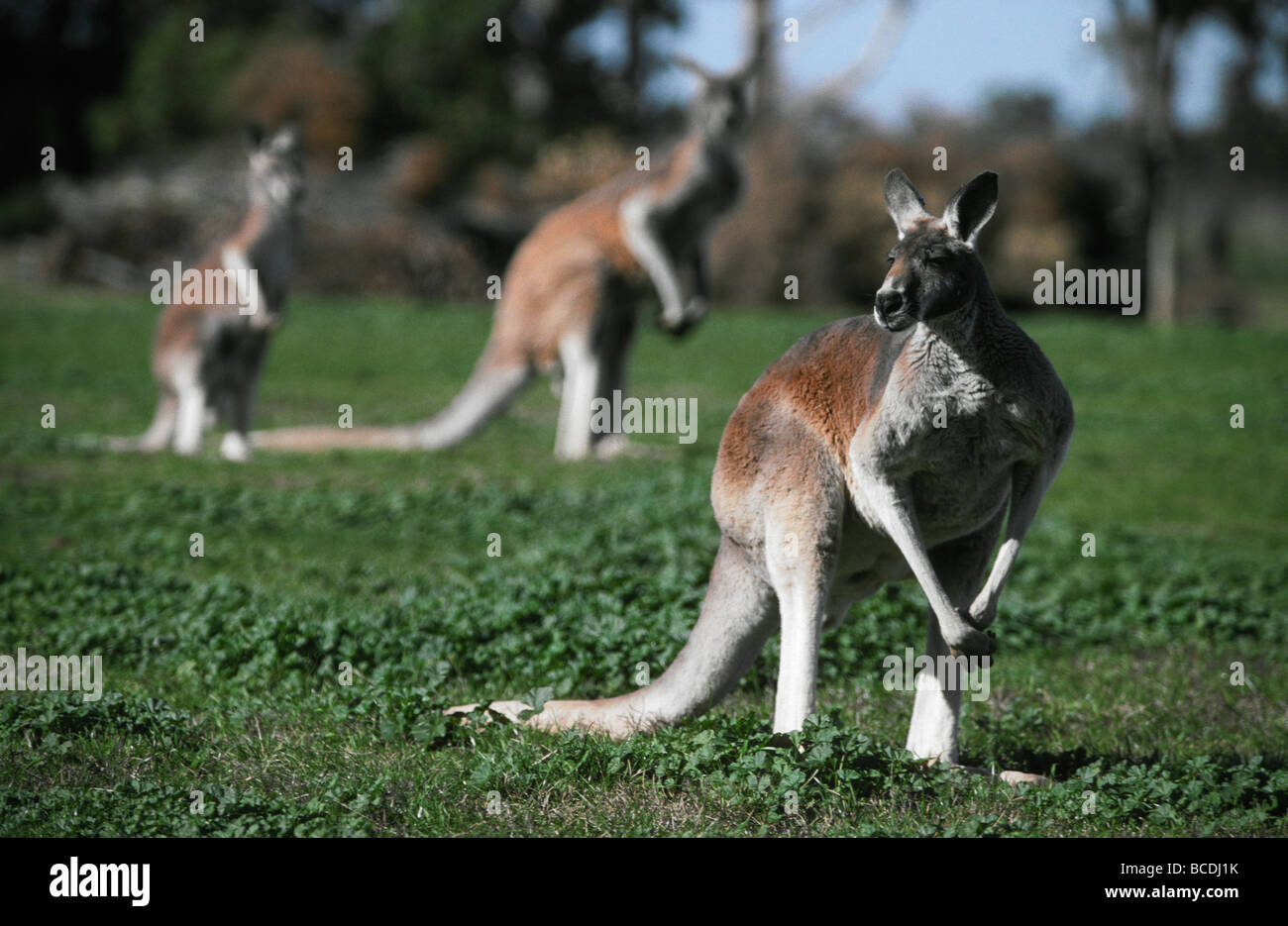 Mob grazing hi-res stock photography and images - Alamy