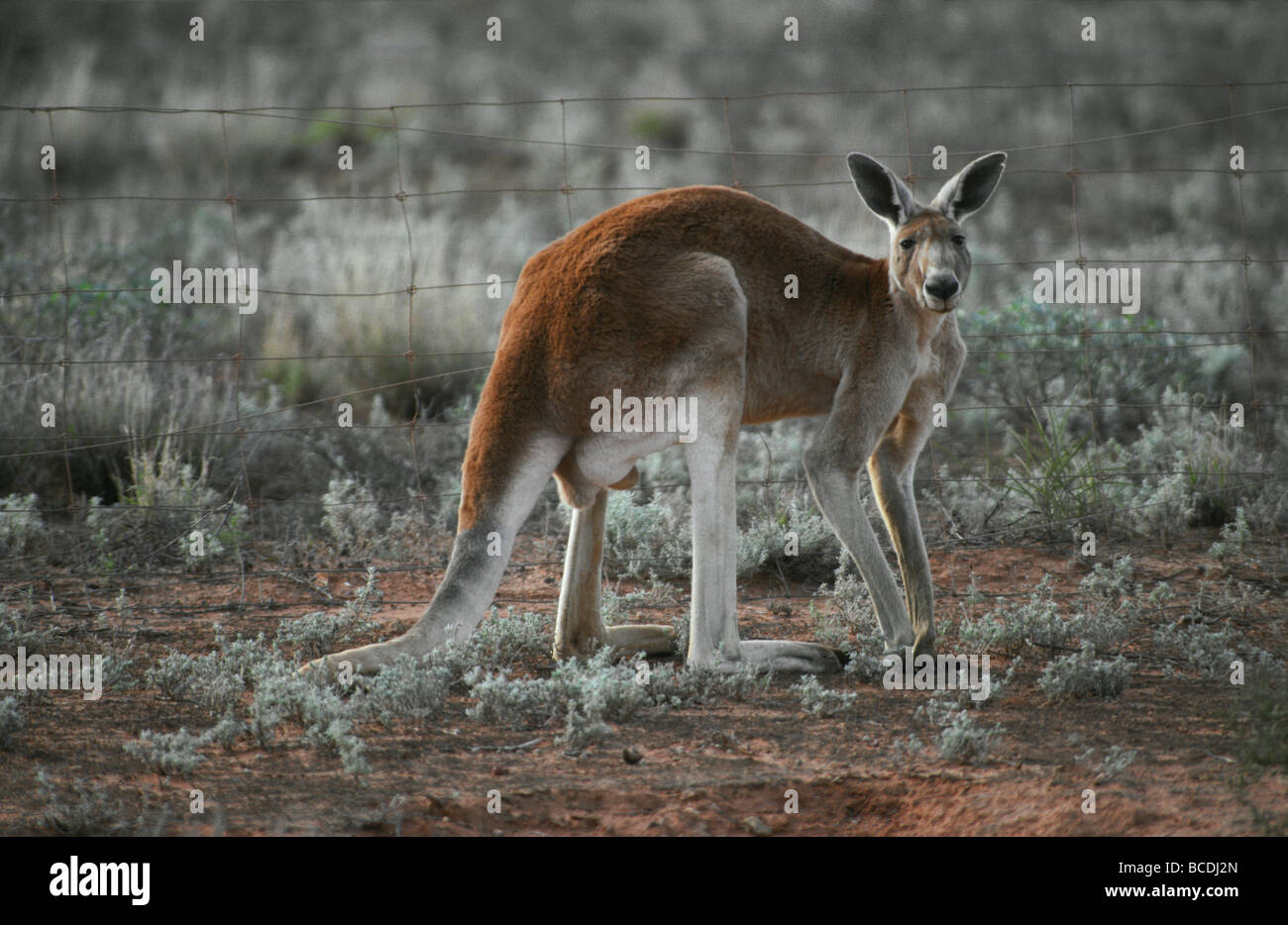 A male Red Kangaroo against a wire cattle fence on a farm Stock Photo ...
