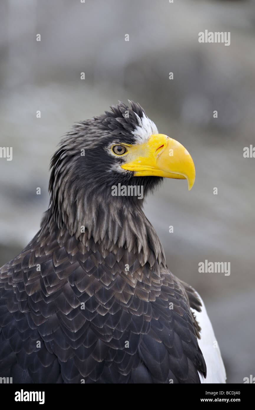 Sea eagle portrait Stock Photo - Alamy