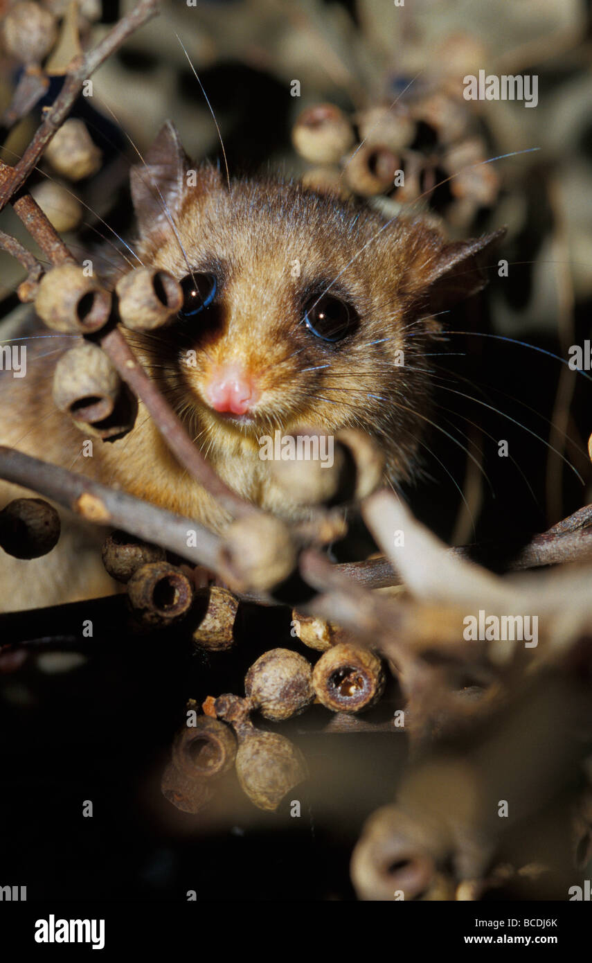 Mountain pygmy possum hi-res stock photography and images - Alamy