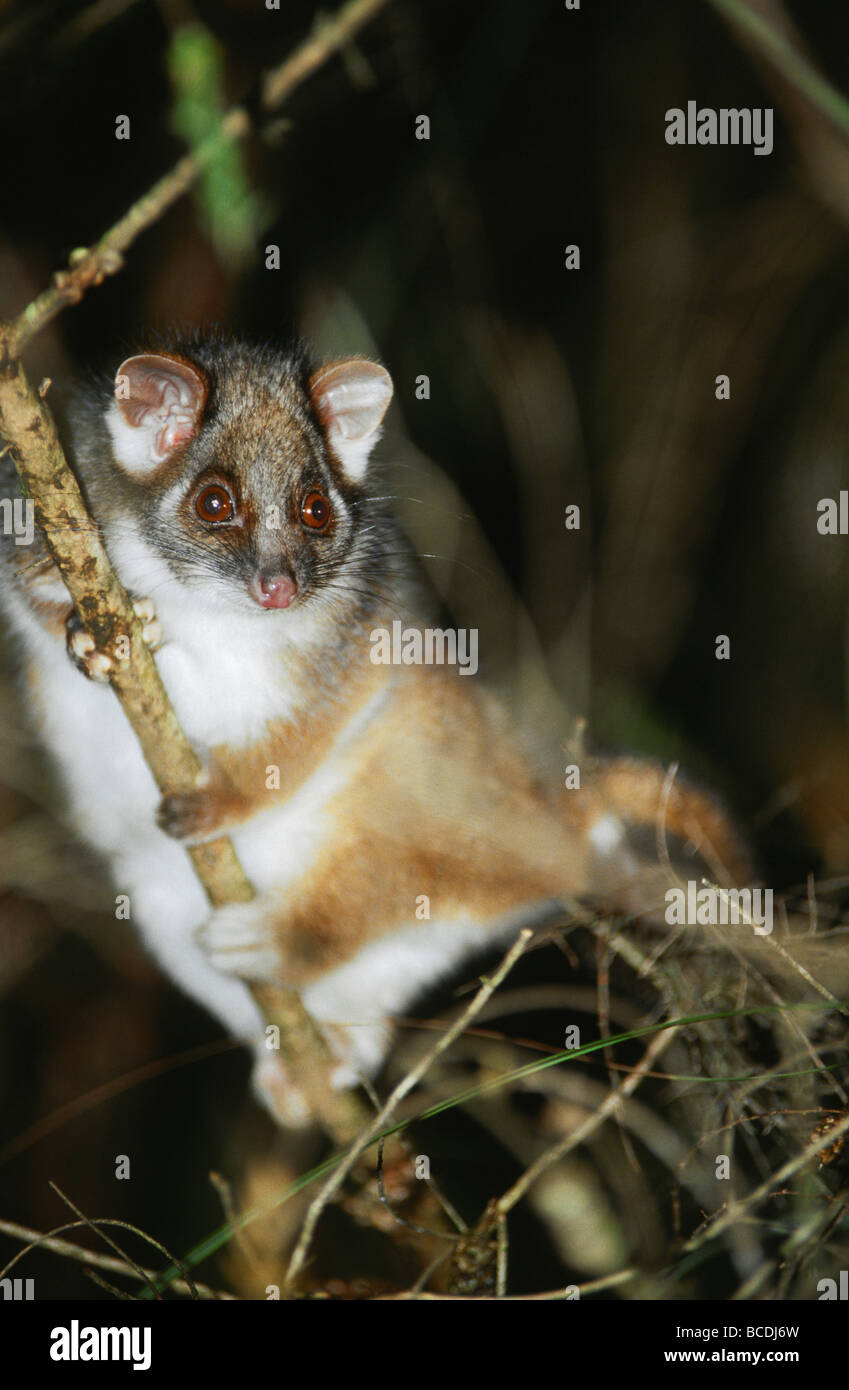 Ringtail possum tree hi-res stock photography and images - Alamy
