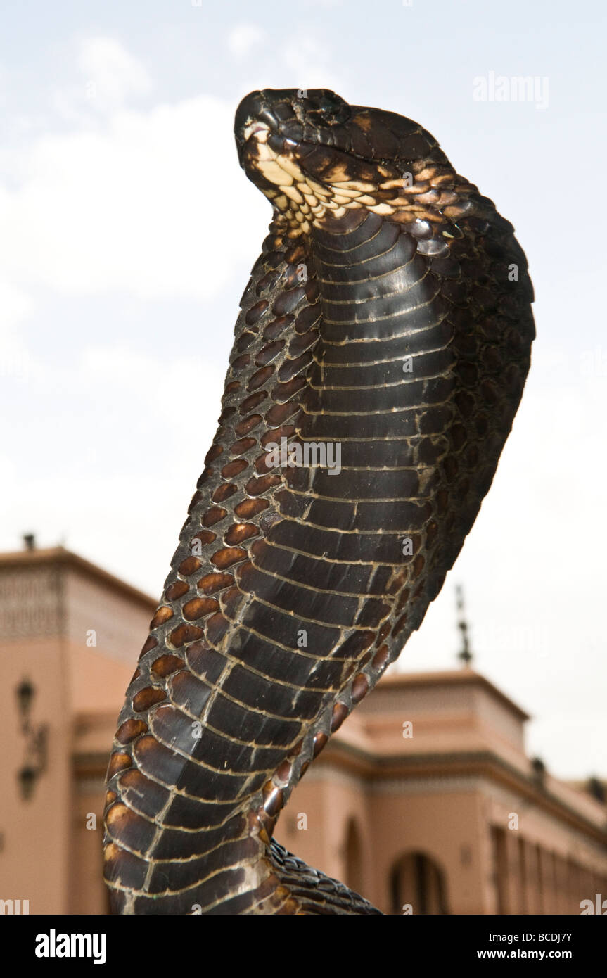 A beautiful black Cobra snake at Marrakesh famous Djemaa El Fna sq ...