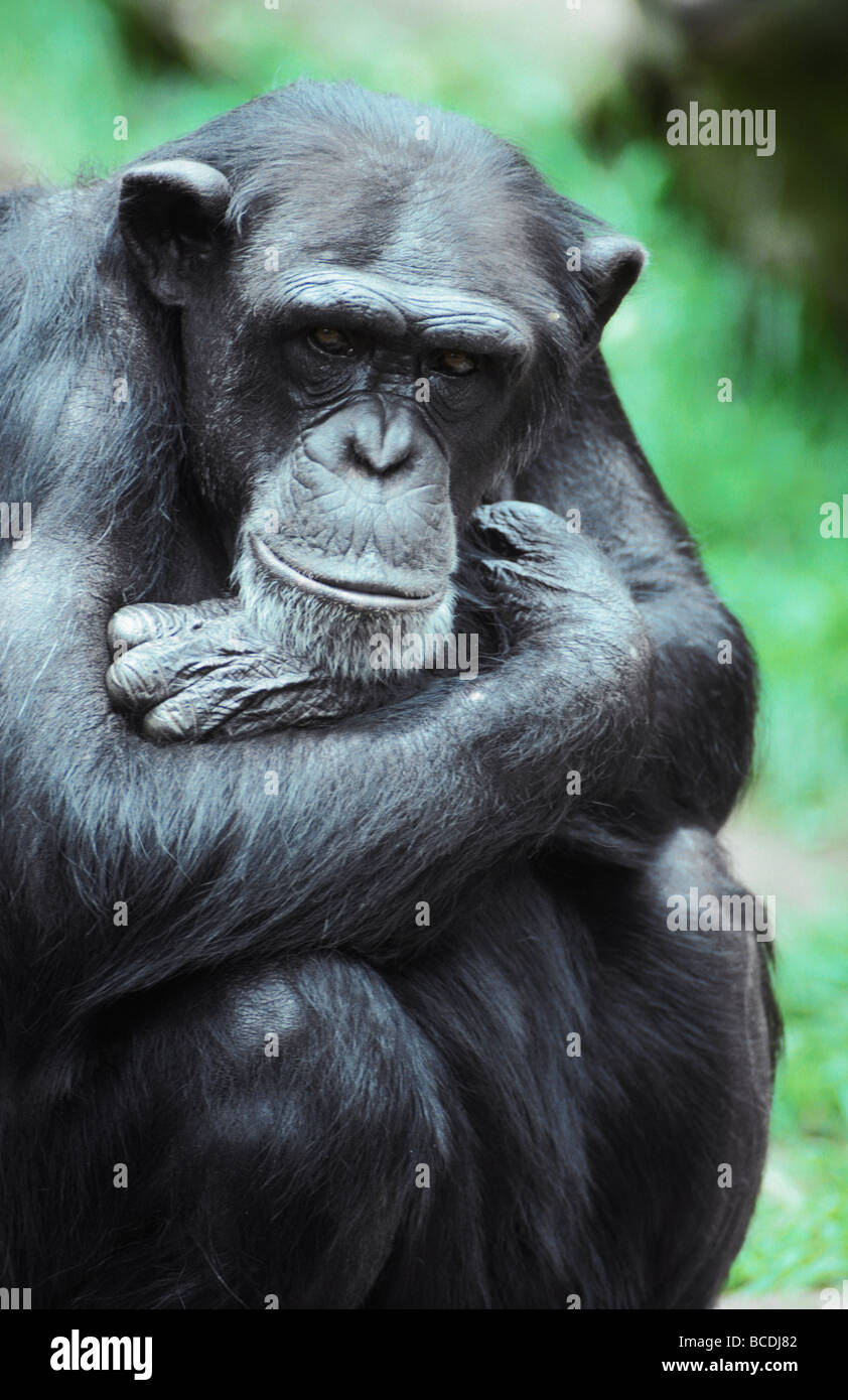 A Chimpanzee stares intently whilst resting his chin on his arms Stock ...