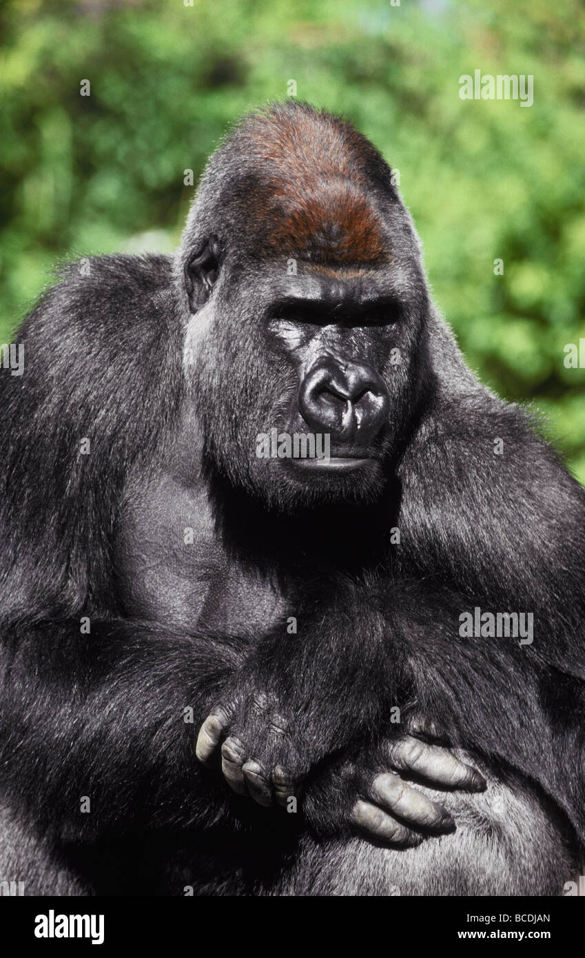 Male silverback western lowland gorilla hi-res stock photography and ...