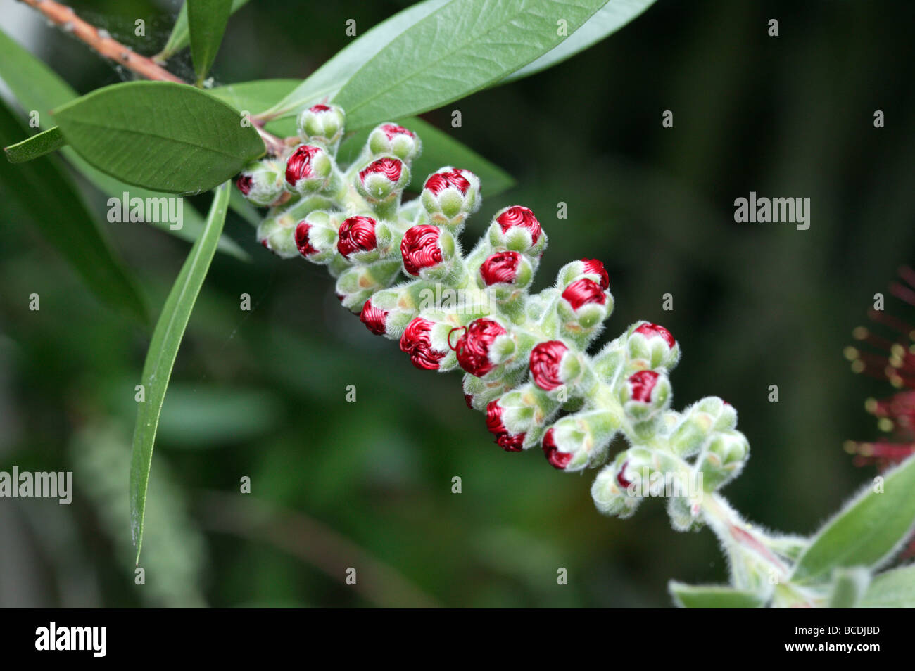 Callistemon petals filaments hi-res stock photography and images - Alamy
