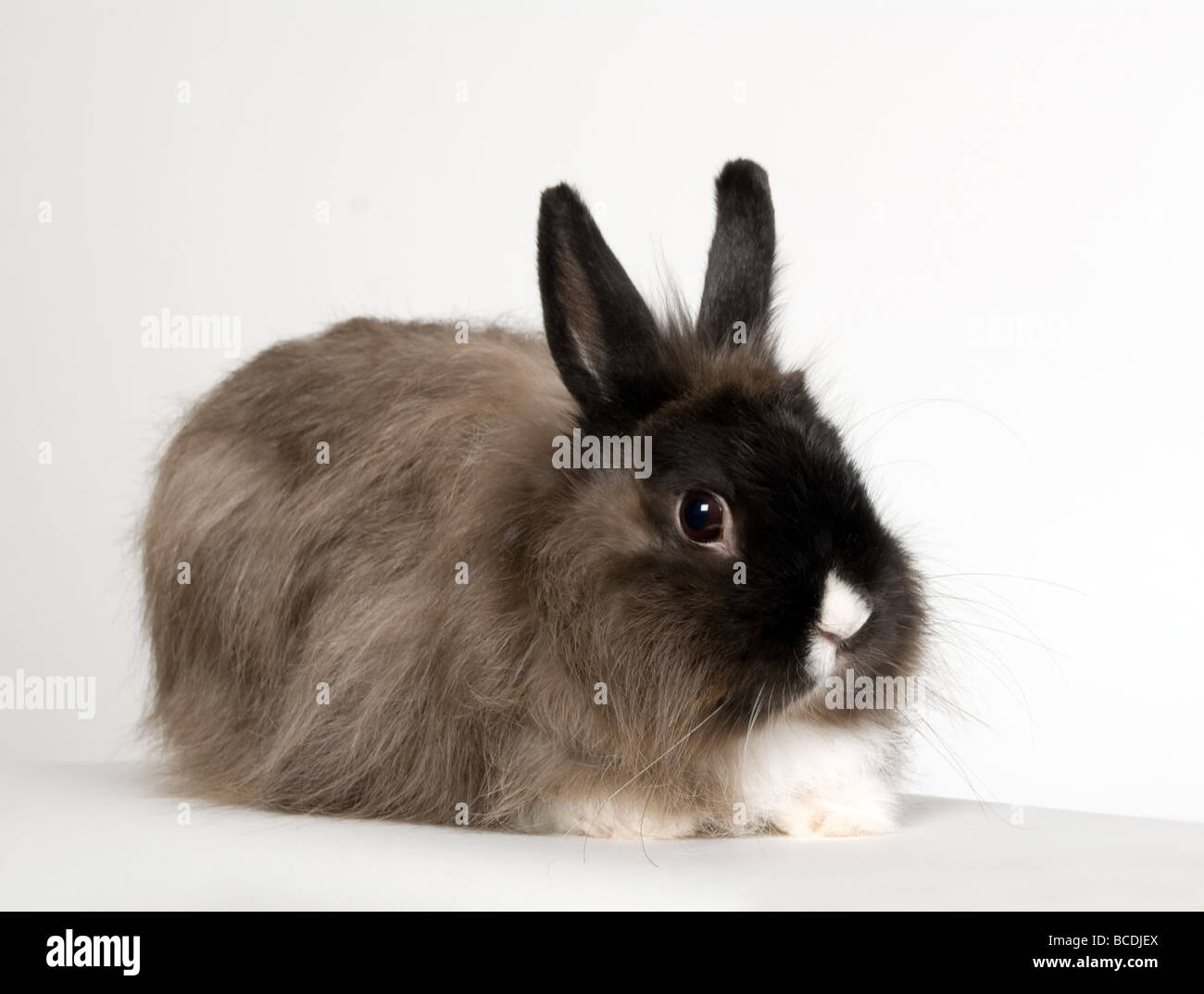 Grey white rabbit hi-res stock photography and images - Alamy