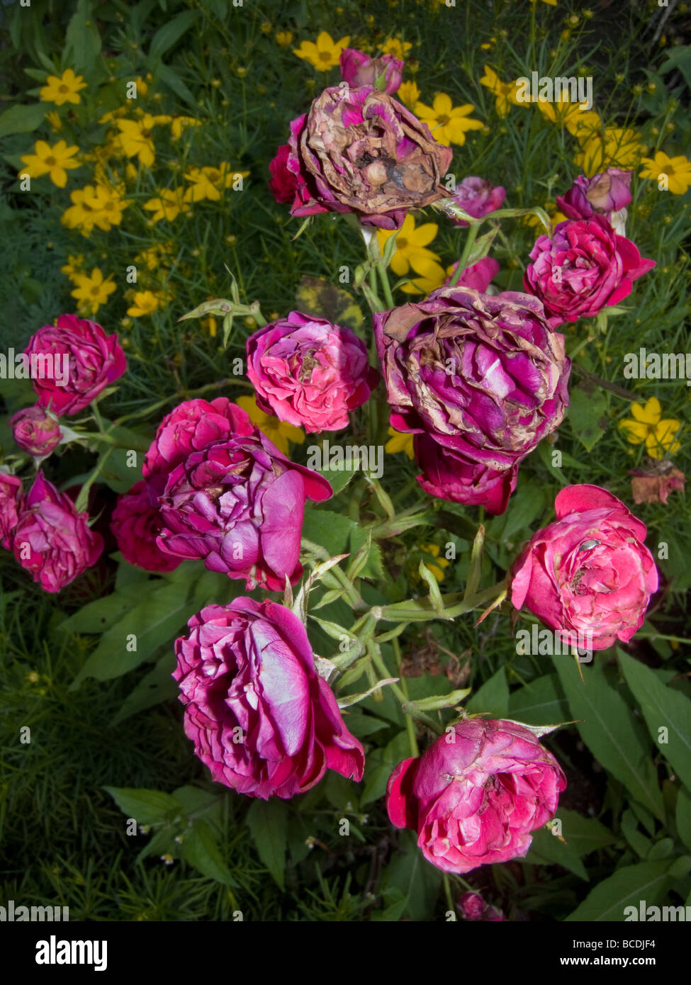 Decaying red roses High Resolution Stock Photography and Images - Alamy